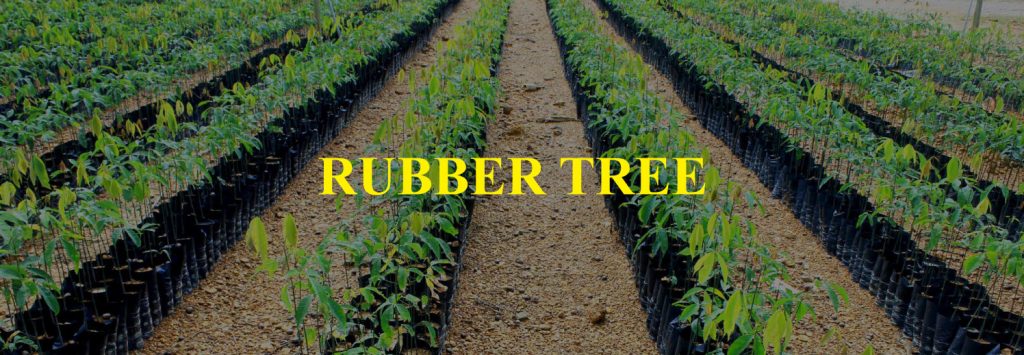 Rubber Tree Plantation in Kedah, Malaysia | Riwal Agro
